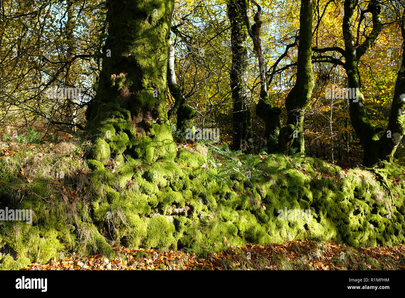 Beech tree in stone wall hi-res stock photography and images - Alamy