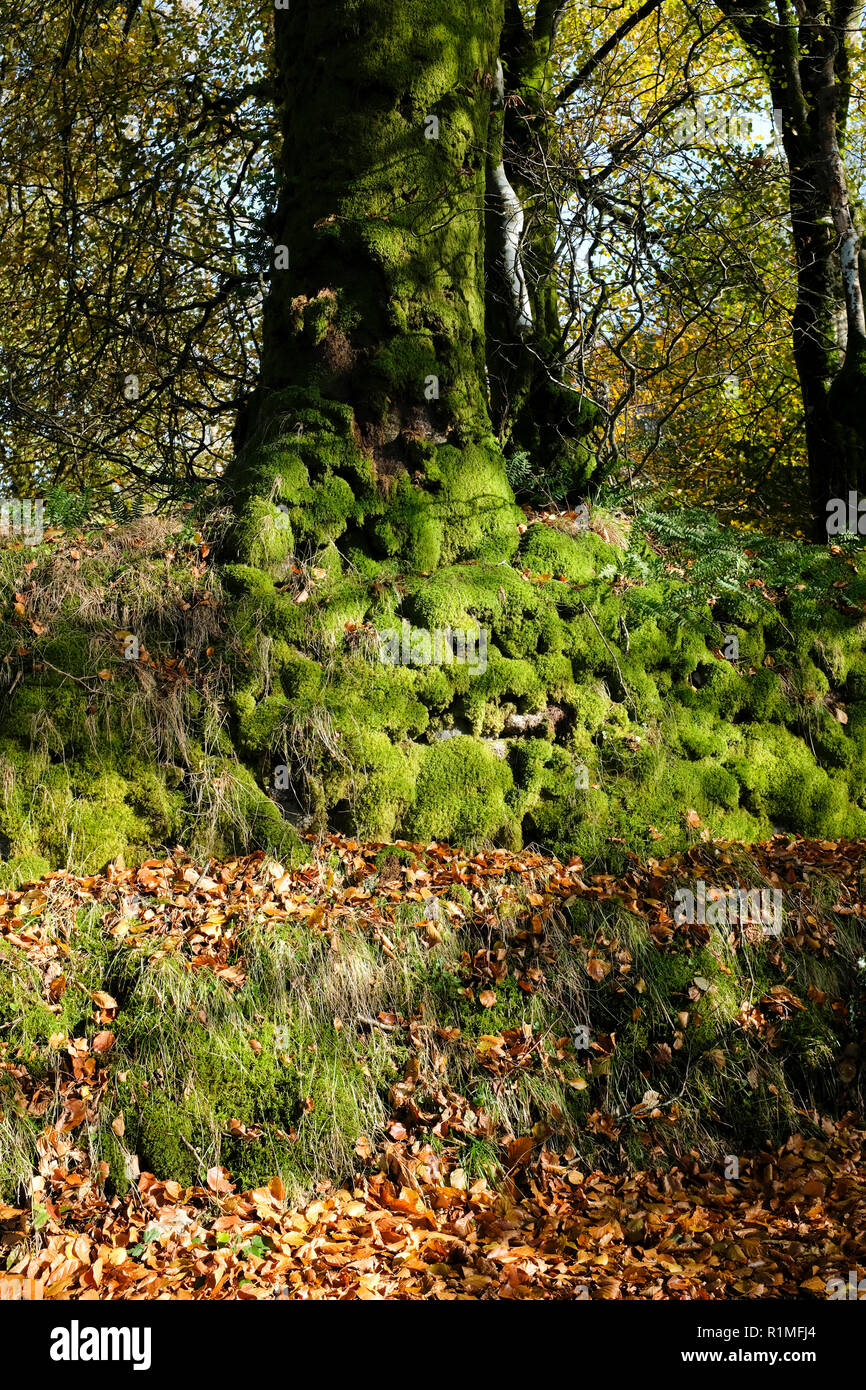 Beech tree in stone wall hi-res stock photography and images - Alamy