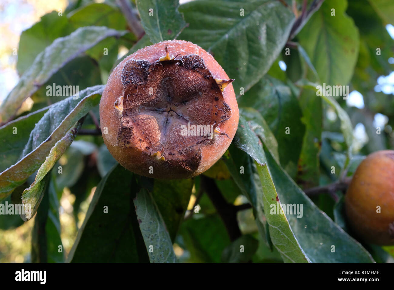 Medlar jelly hi-res stock photography and images - Alamy