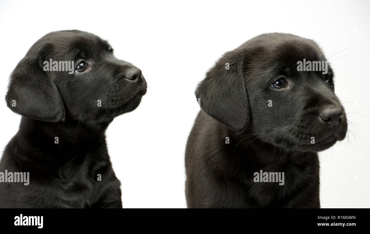 Seamless black studio background hi-res stock photography and images ...