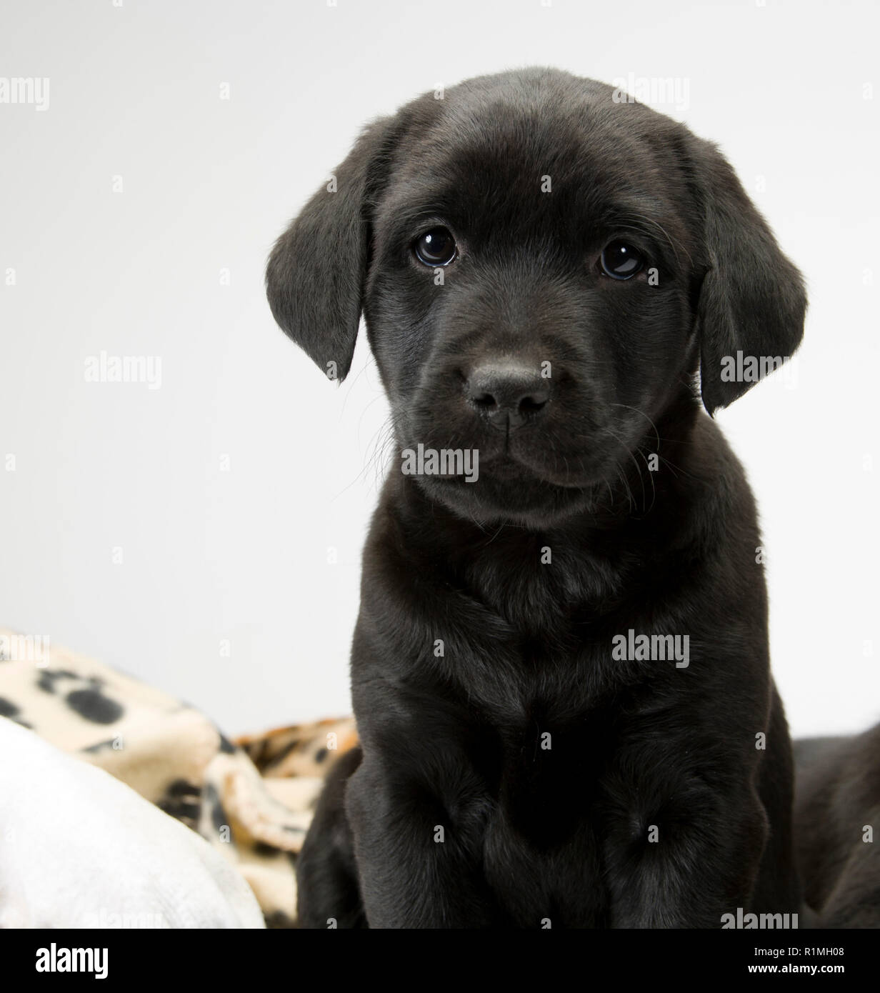 Seamless black studio background hi-res stock photography and images ...