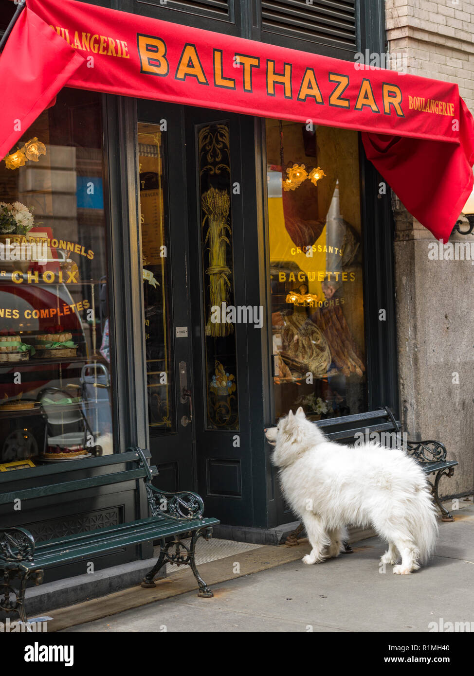 Dog standing outside store, Lower Manhattan, New York City, New York ...