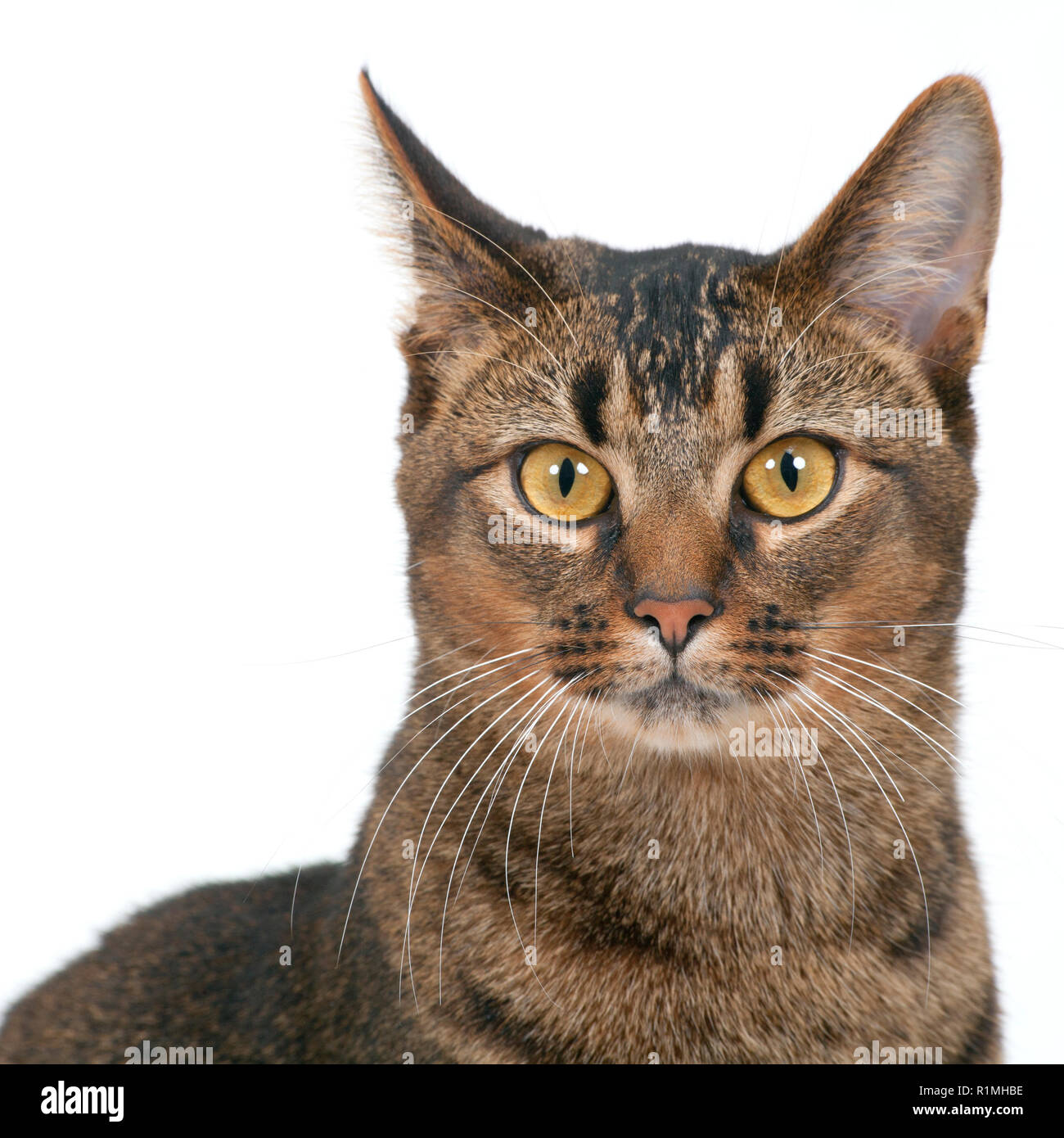 Amber coloured eyes hi-res stock photography and images - Alamy