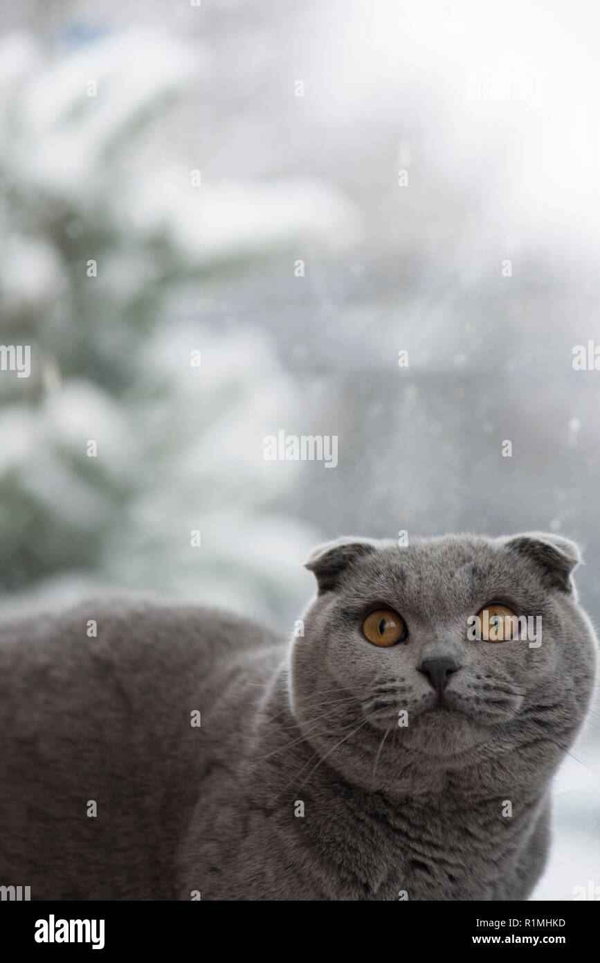 Squashed face hi-res stock photography and images - Alamy