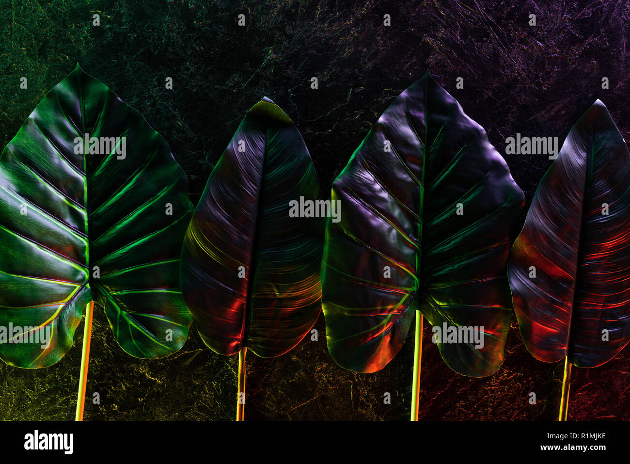 elevated view of tropical leaves placed in row with red and purple ...