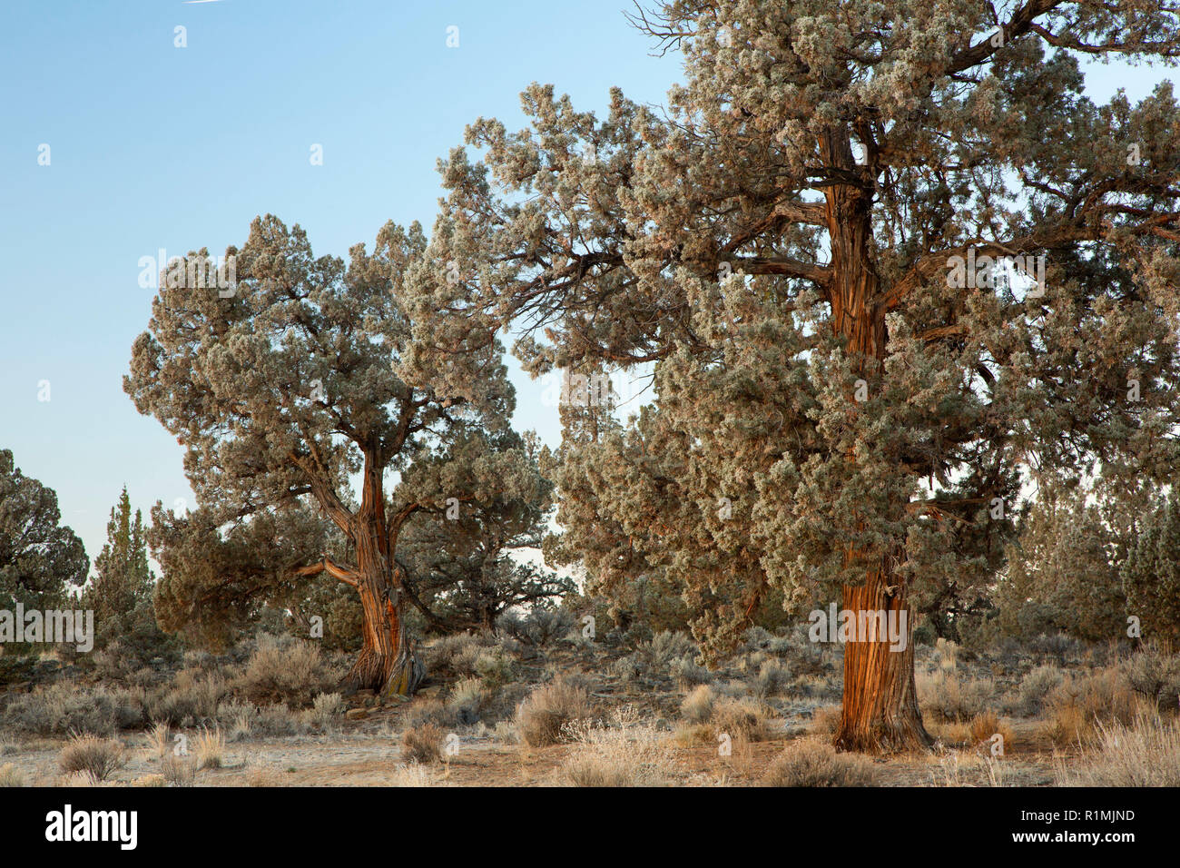 Western juniper at Reynolds Pond, Prineville District Bureau of Land ...