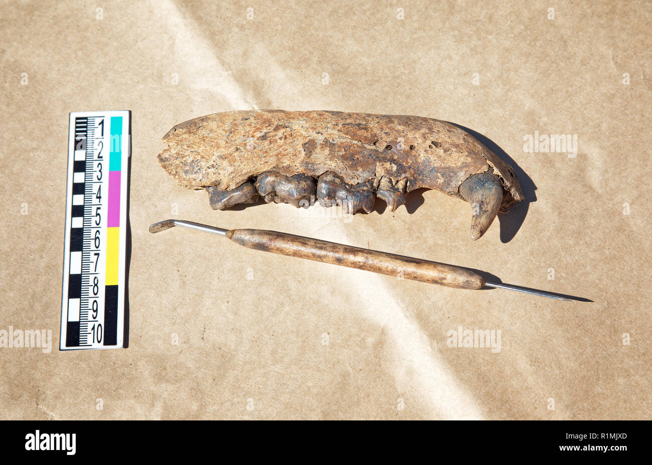 Archaeological find - the remains of the jaw of medieval brown bear ...