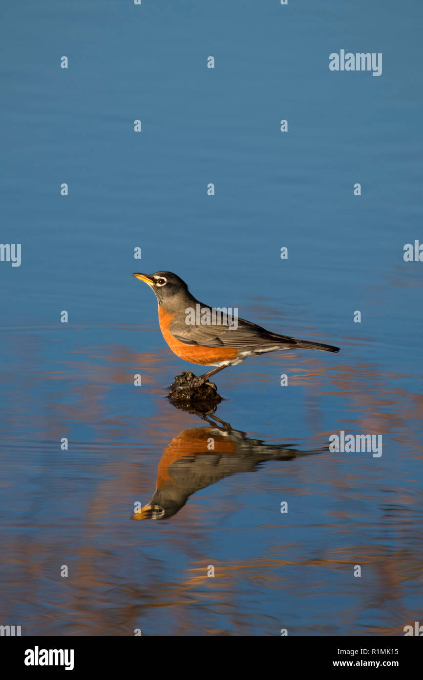 American robin at Reynolds Pond, Prineville District Bureau of Land ...