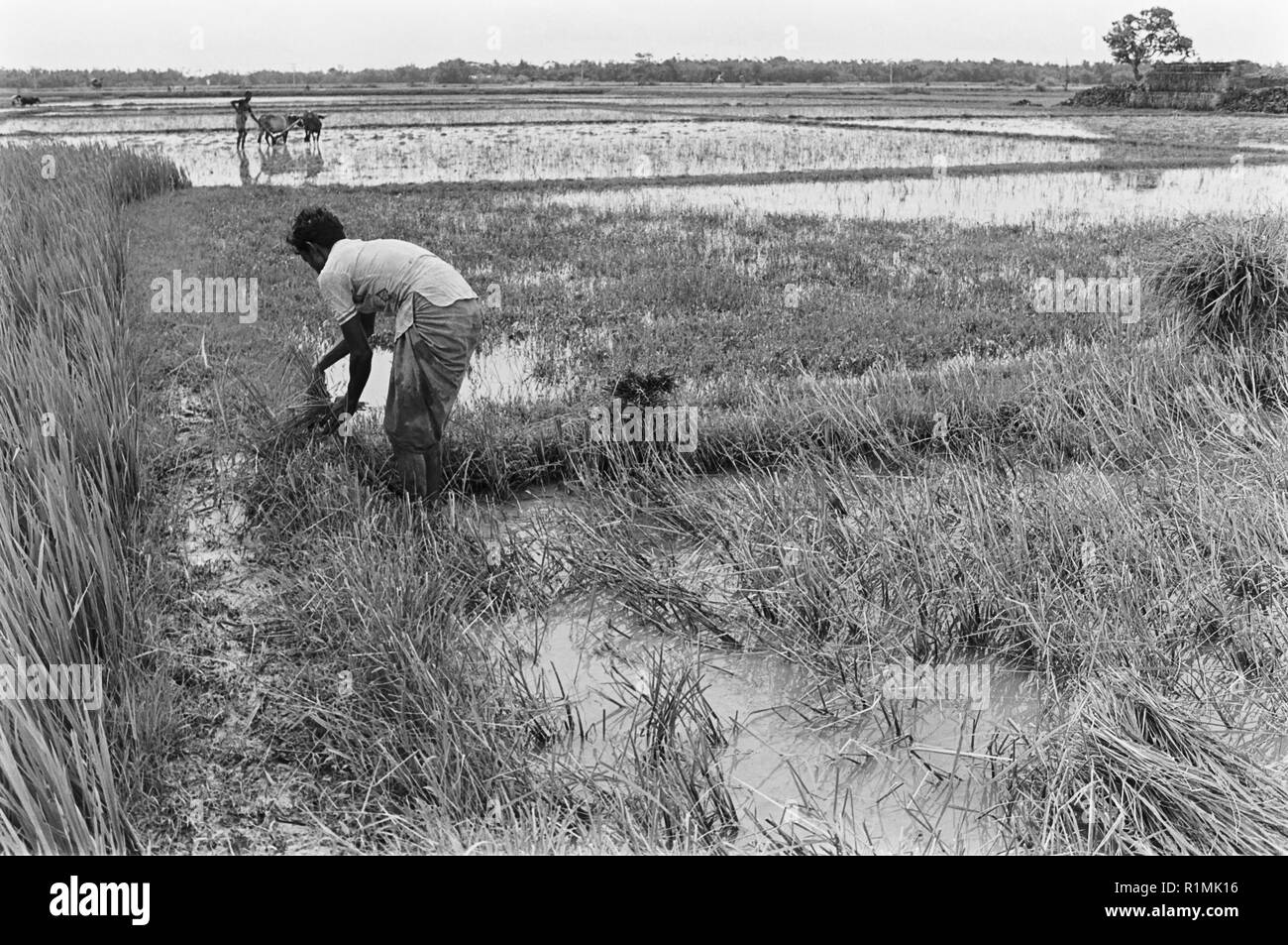 Tajpur, Sylhet diostrict. 3 crops a year mean planting and harvesting ...