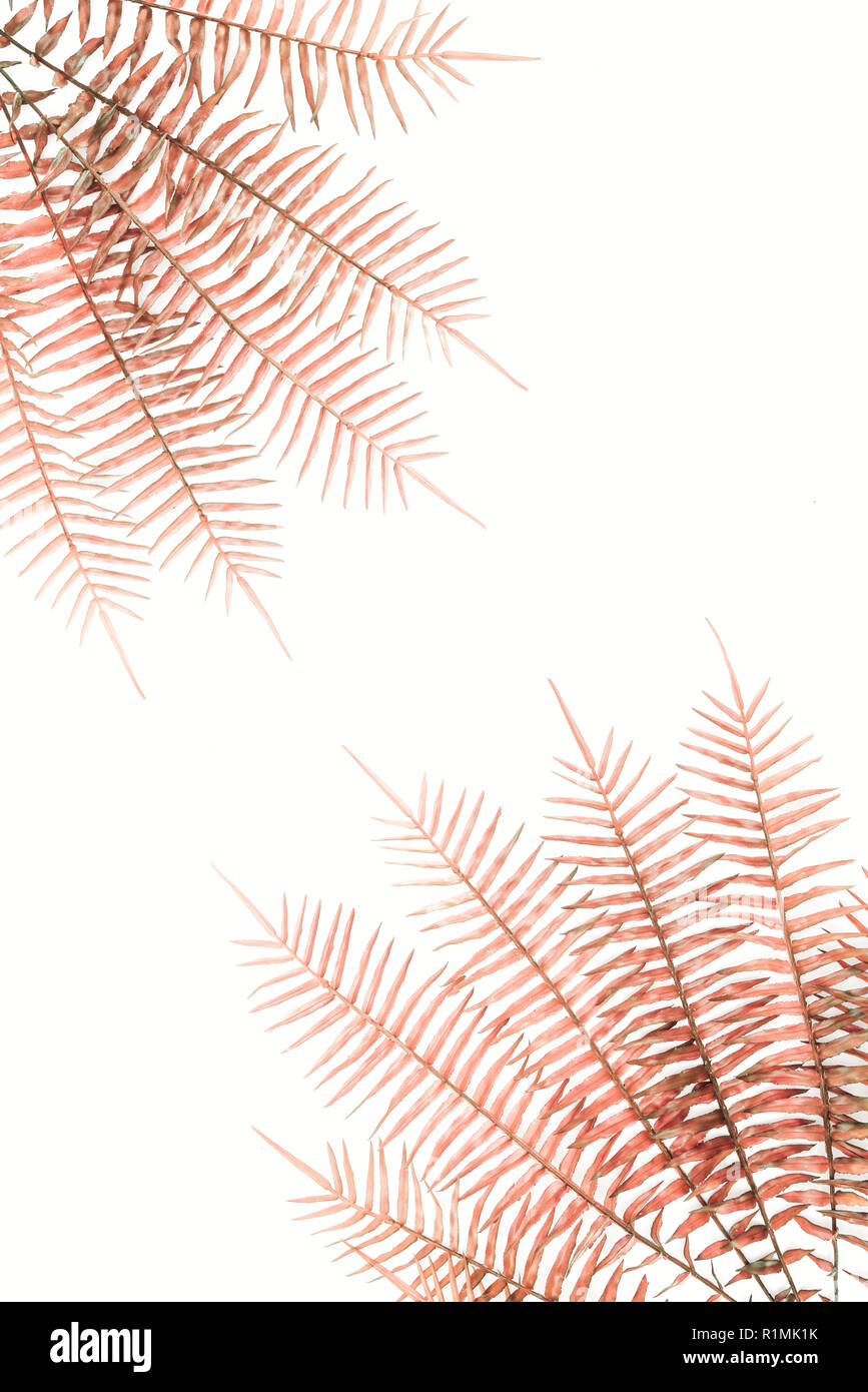 view from above of arranged red fern branches isolated on white Stock ...