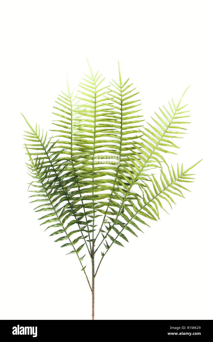 view from above of beautiful green fern branches isolated on white ...