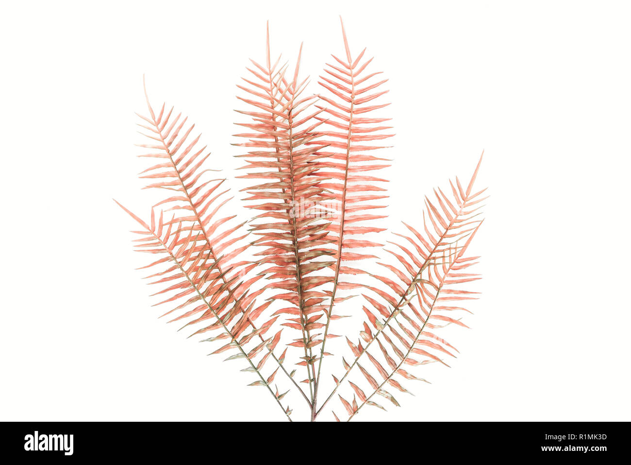 view from above of red fern branches isolated on white, minimalistic ...