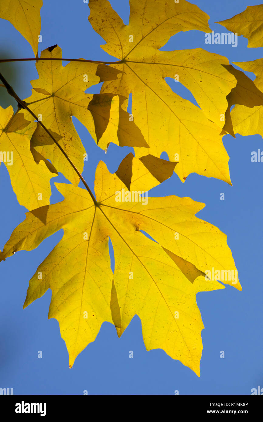 Bigleaf maple (Acer macrophyllum) leaf in autumn, West Cascades Scenic ...