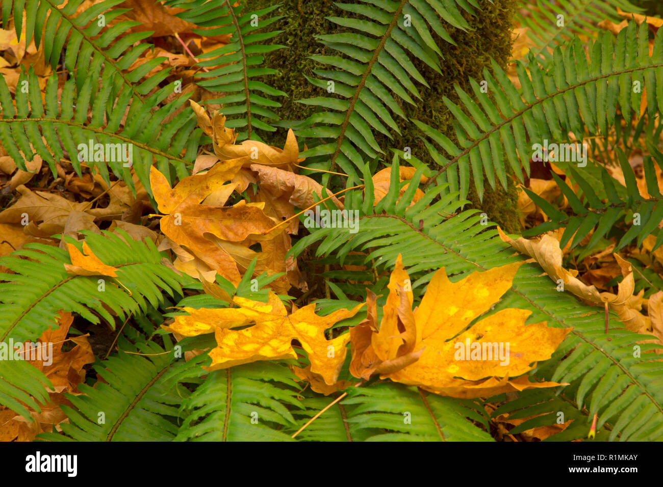 Western sword fern (Polystichum munitum), West Cascades Scenic Byway ...