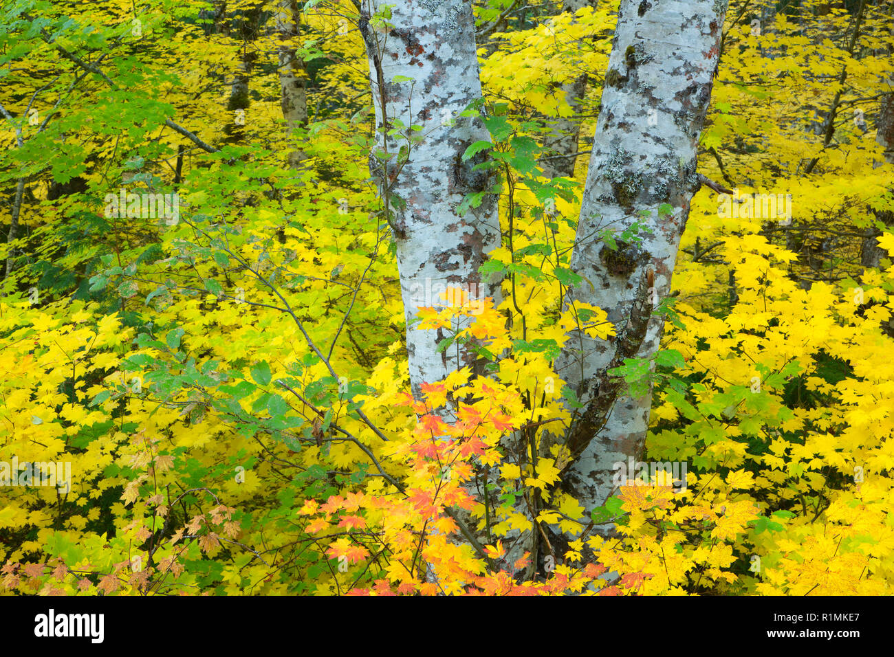 Vine maple (Acer circinatum) leaves in autumn with red alder trunk ...