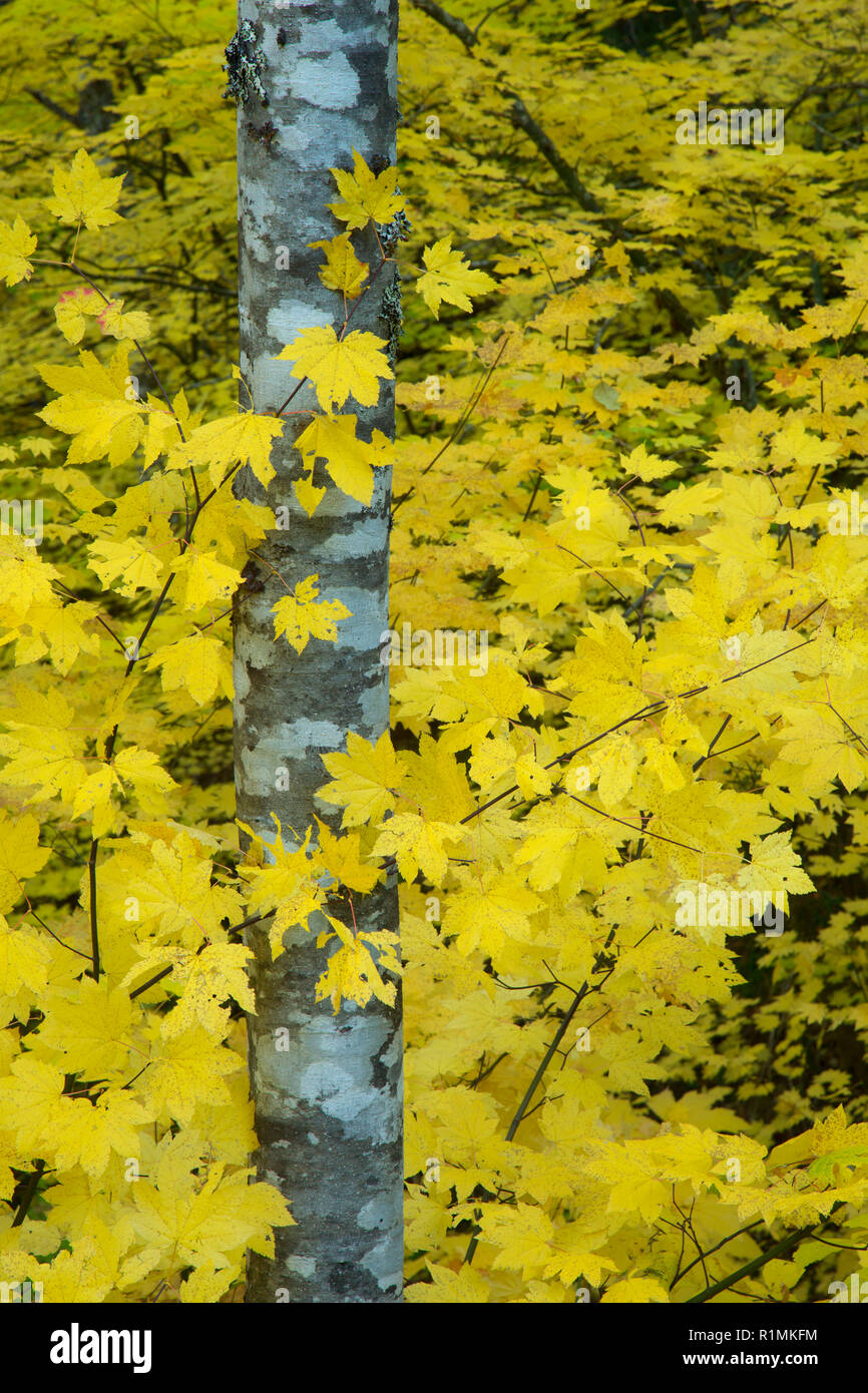 Red alder trunk hi-res stock photography and images - Alamy