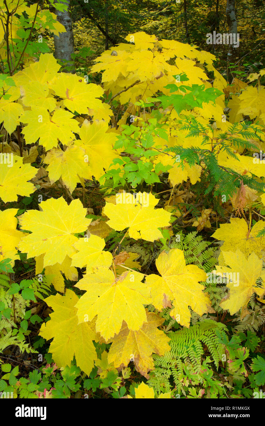 Devil's club leaves in autumn, West Cascades Scenic Byway, Willamette ...