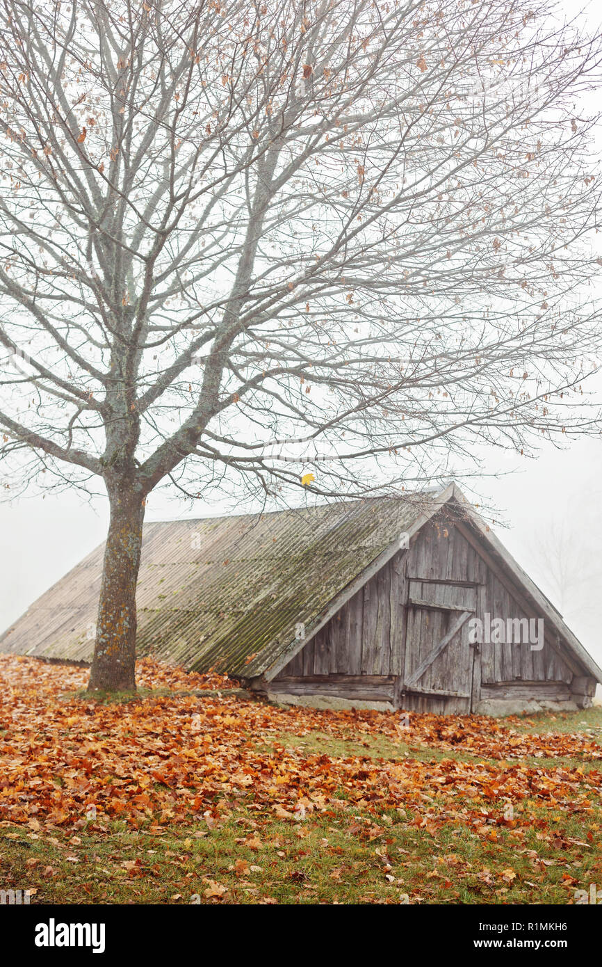 Old rural cellar under a bald maple tree Stock Photo - Alamy