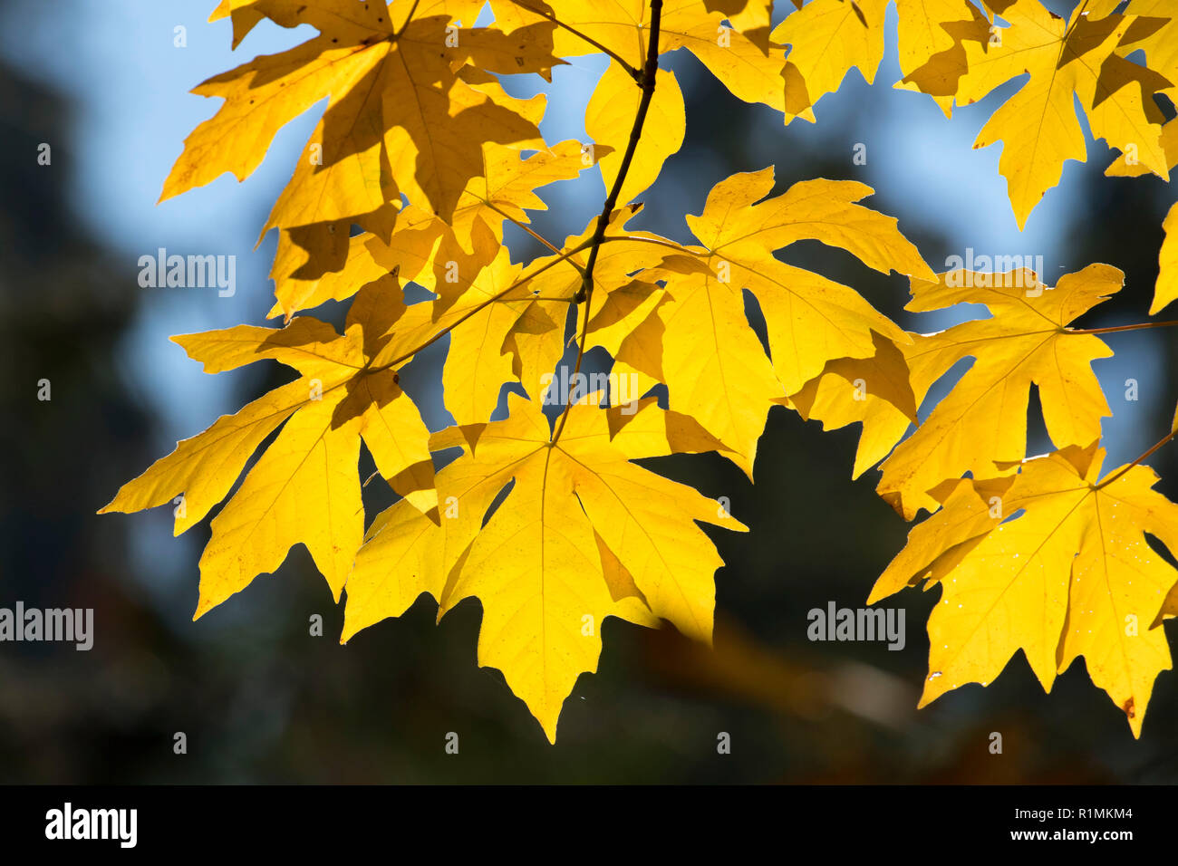 Bigleaf maple (Acer macrophyllum) leaf in autumn, West Cascades Scenic ...