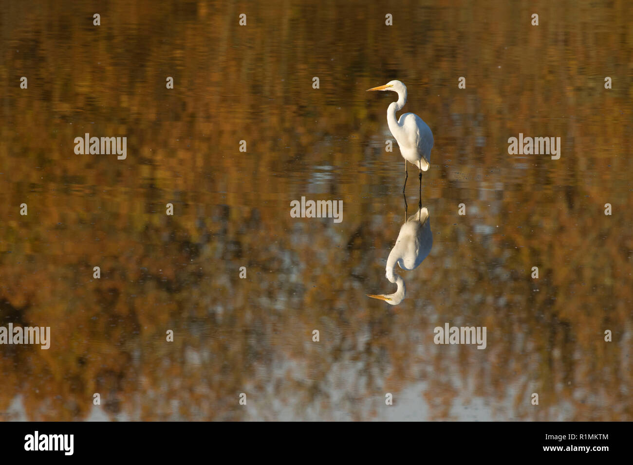 Great egret at Cabell Marsh, William Finley National Wildlife Refuge ...