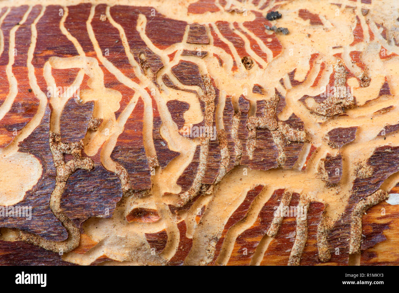 Wood burrows on Metolius Wild and Scenic River along Metolius River ...