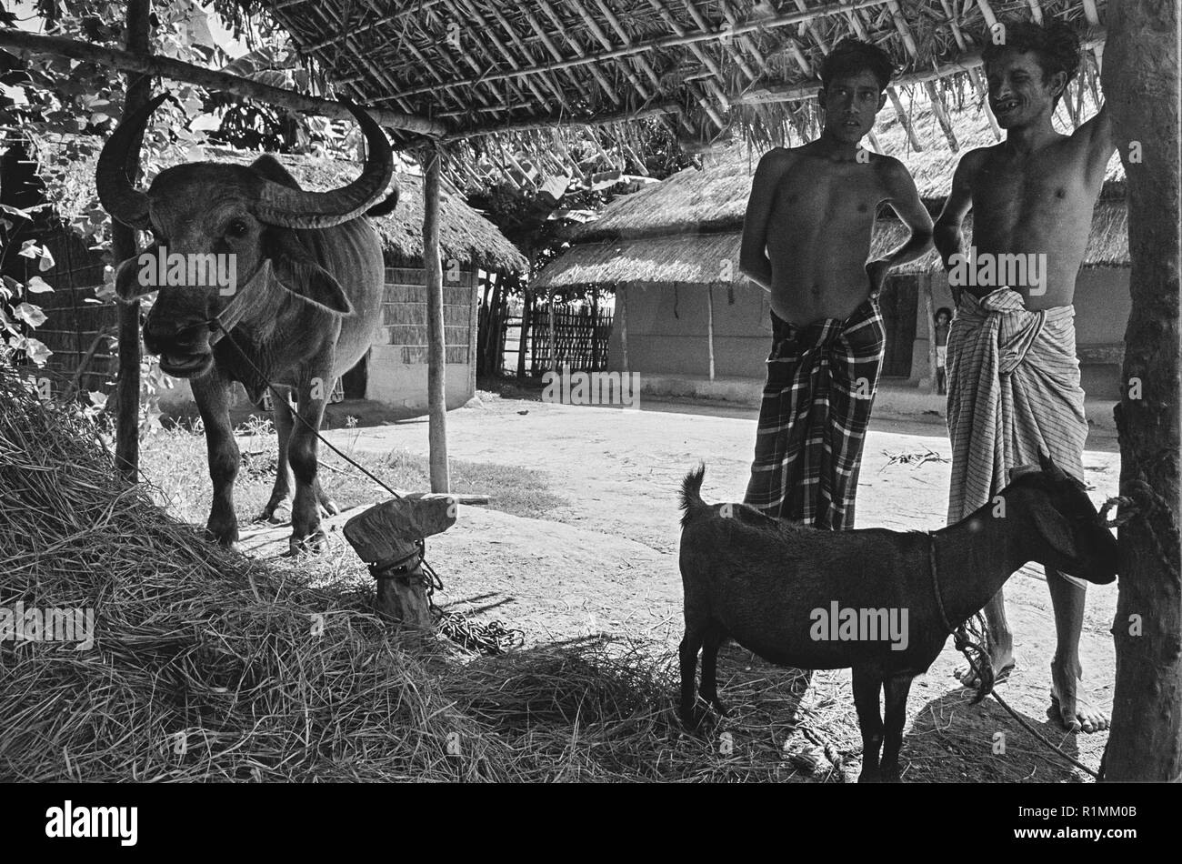 Water buffalo and boys hi-res stock photography and images - Alamy