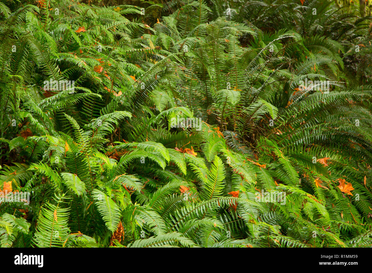 Western sword fern (Polystichum munitum), Packsaddle County Park ...