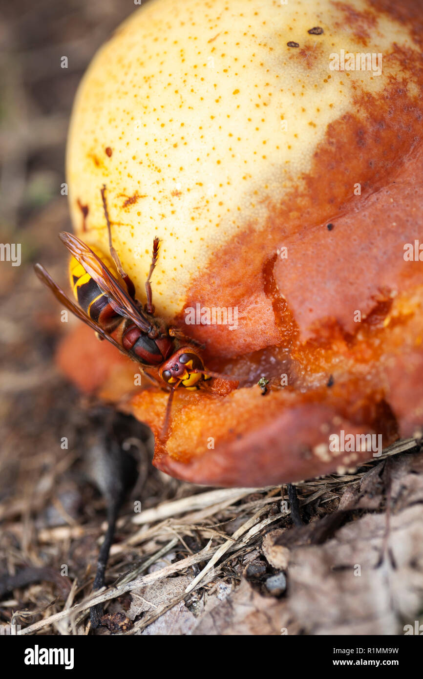 Hornet eating a rotting pear in an orchard In the Netherlands Stock ...