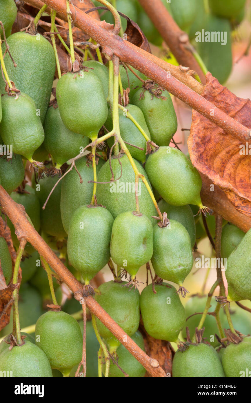 Issai kiwi fruit hi-res stock photography and images - Alamy
