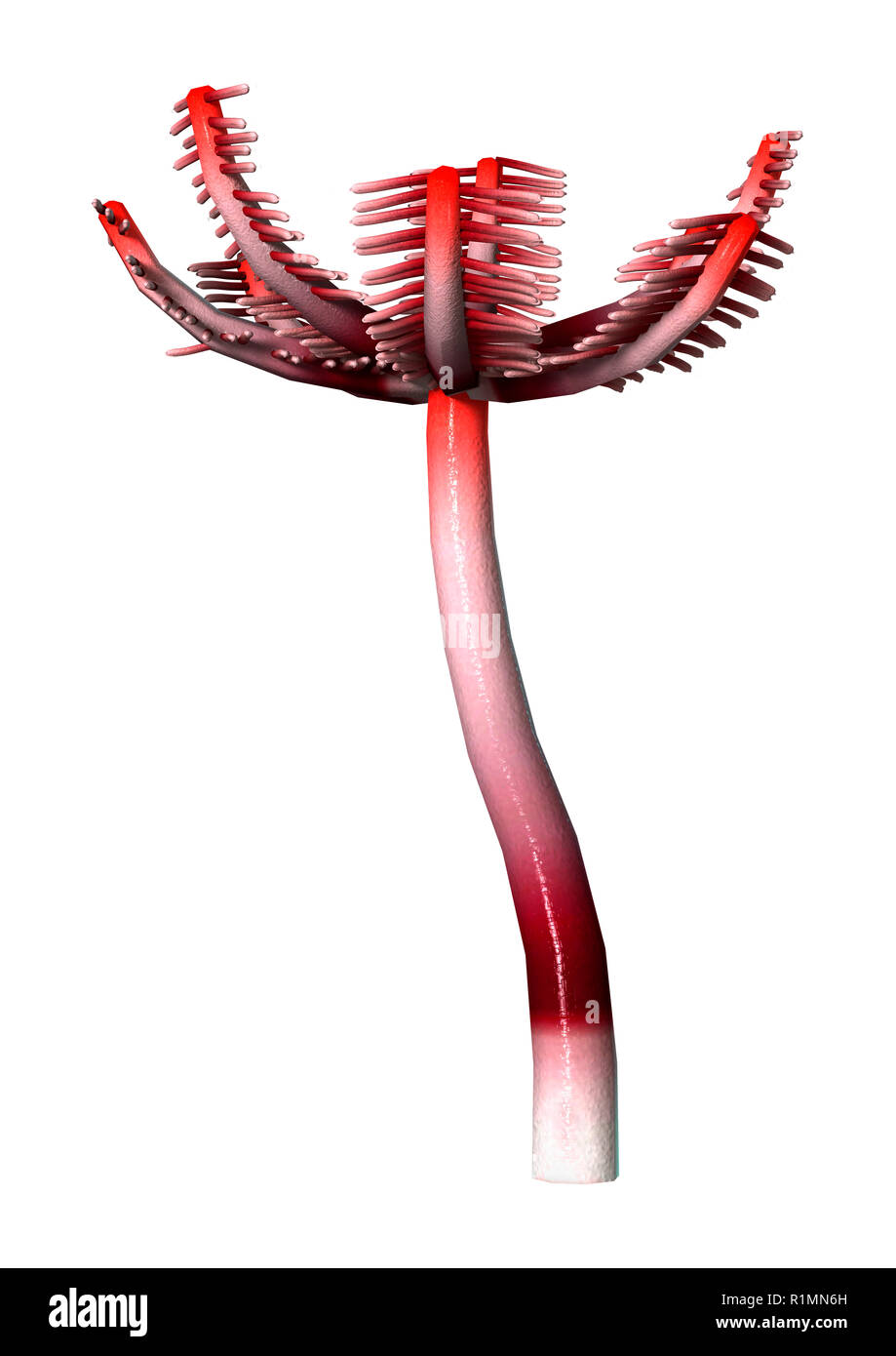 3D rendering of a crinoid isolated on white background Stock Photo - Alamy