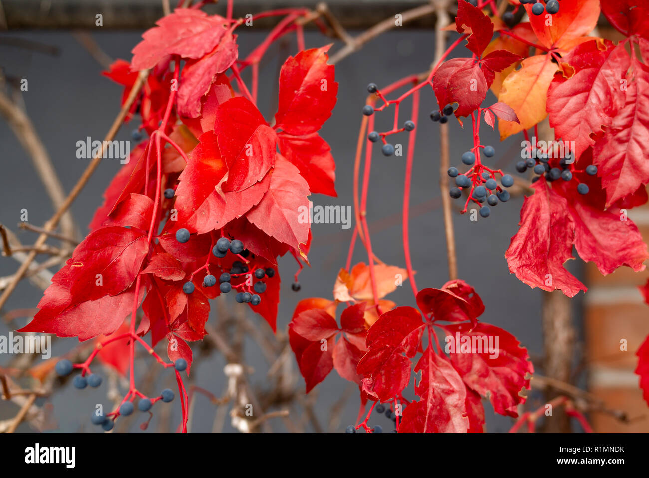 Branch of maiden grapes, known as Virginia creeper with autumn leaves ...