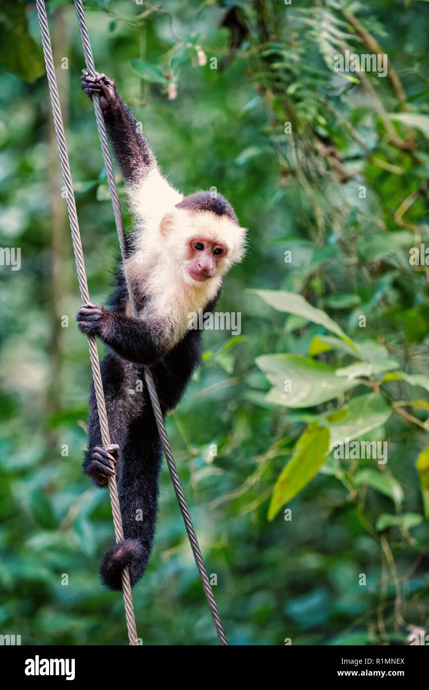 Honduras wildlife hi-res stock photography and images - Alamy