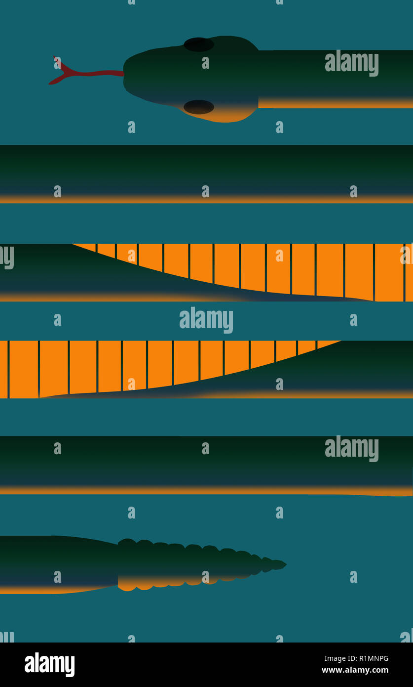 A snake looks like lines on a page in this interesting look at serpents ...