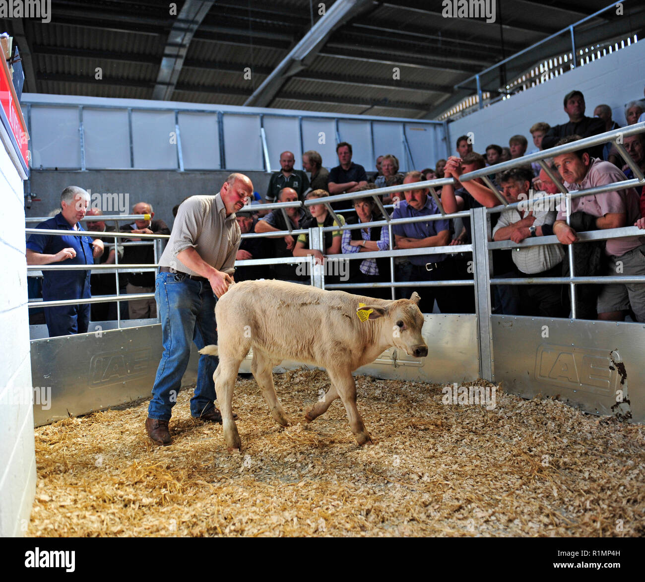 calf being sold at market UK Stock Photo - Alamy