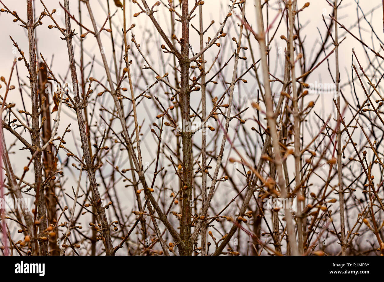Spring time. Buds swollen in the trees. Close-up. Nature Stock Photo ...