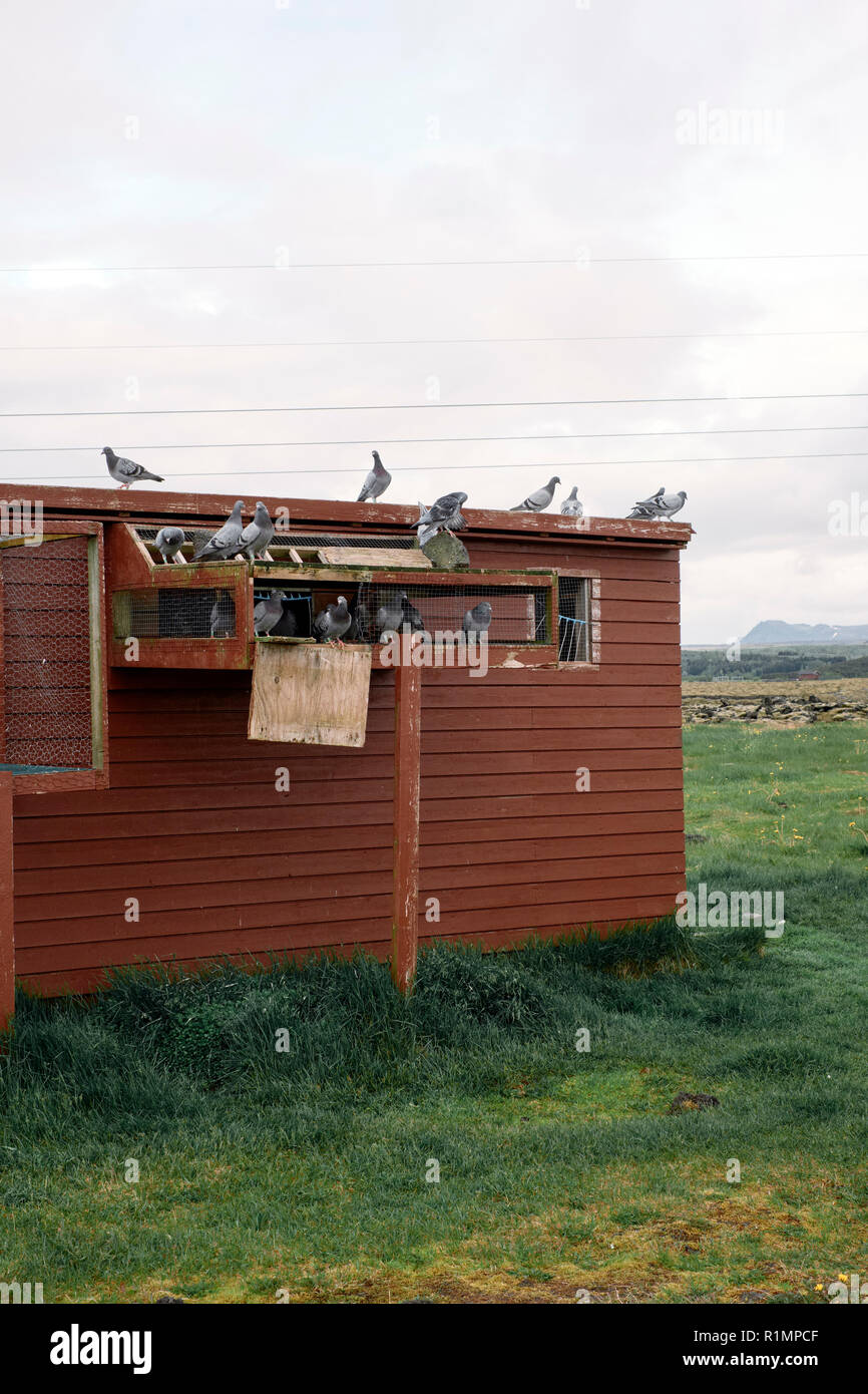 Racing pigeons coop / loft Stock Photo - Alamy