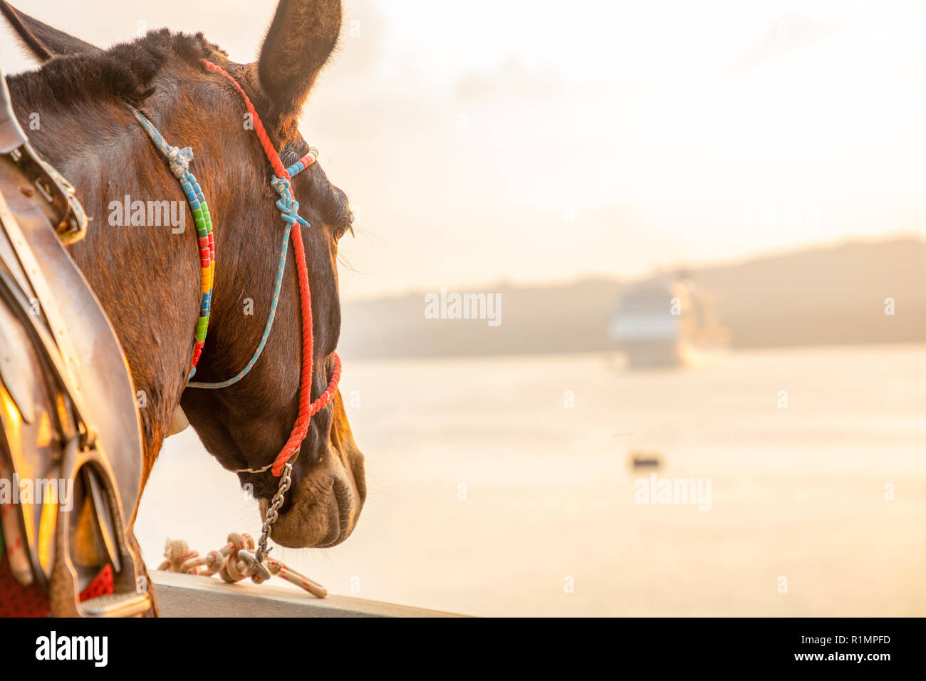 Traditional Donkey on Stairs in Thira, Santorini Island in Greece Stock ...
