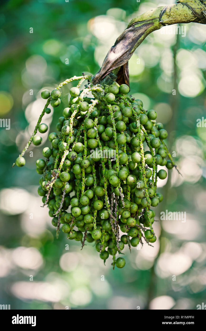 Seed beads of green color on tree in rainforest of Honduras on blurred ...