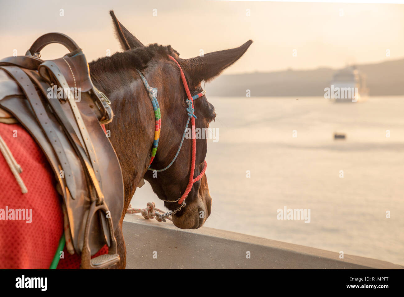 Traditional Donkey on Stairs in Thira, Santorini Island in Greece Stock ...