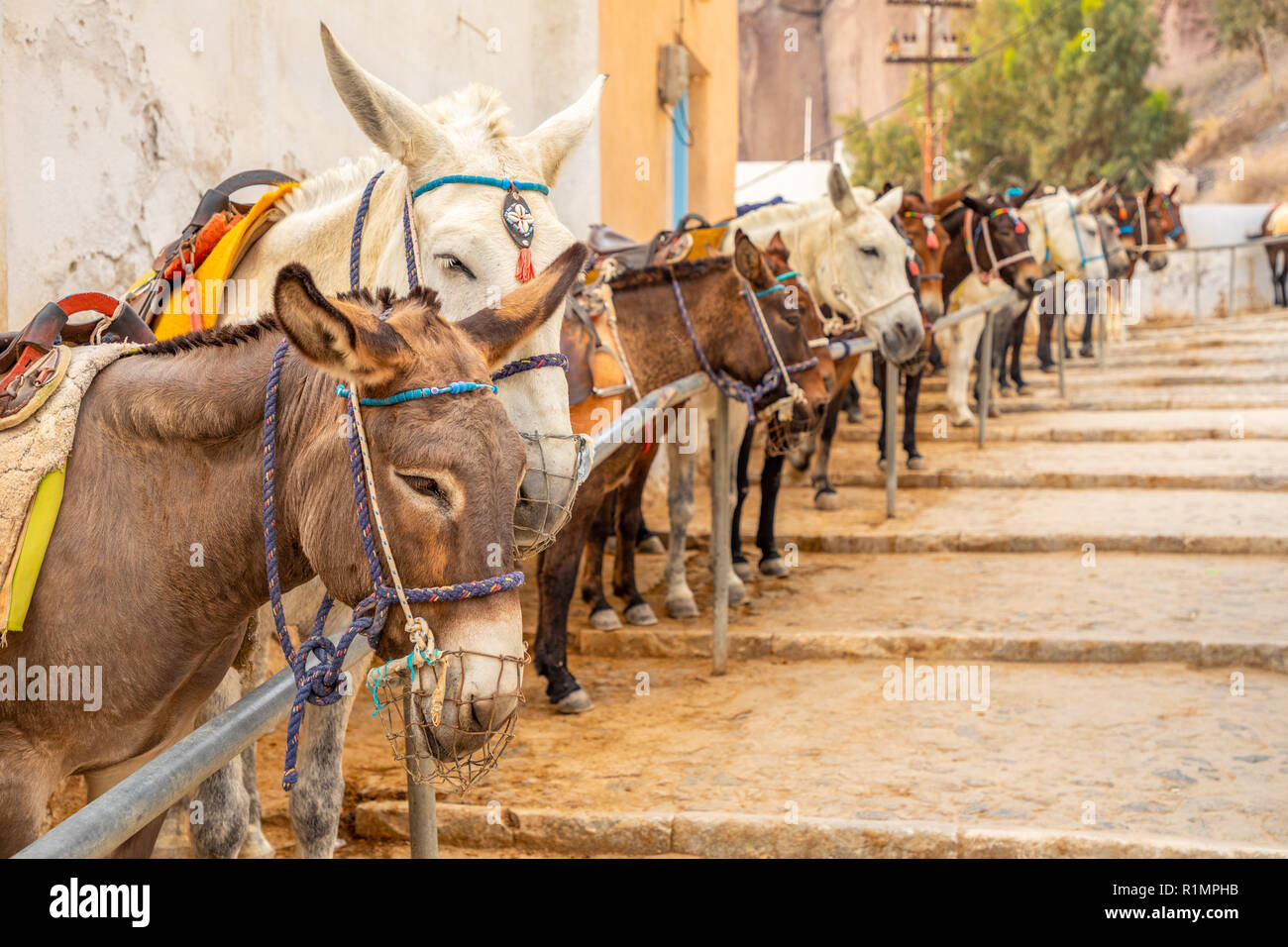 Traditional Donkey on Stairs in Thira, Santorini Island in Greece Stock ...