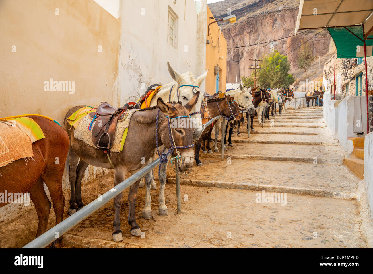 Traditional Donkey on Stairs in Thira, Santorini Island in Greece Stock ...