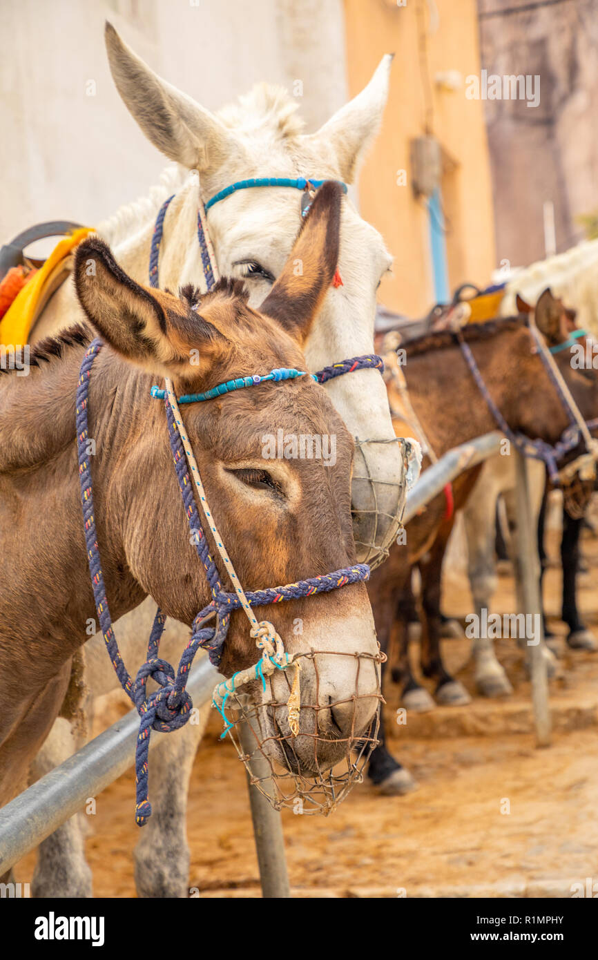 Traditional Donkey on Stairs in Thira, Santorini Island in Greece Stock ...