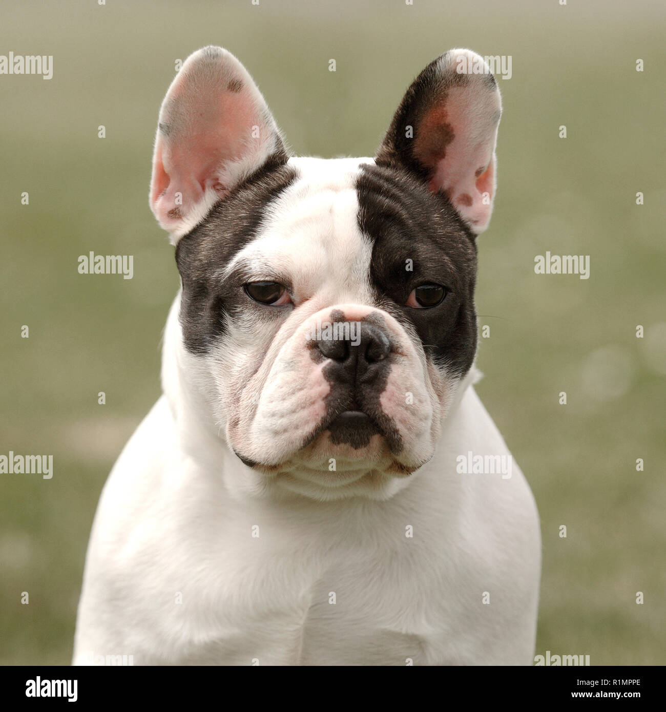 Head bulldog hi-res stock photography and images - Alamy