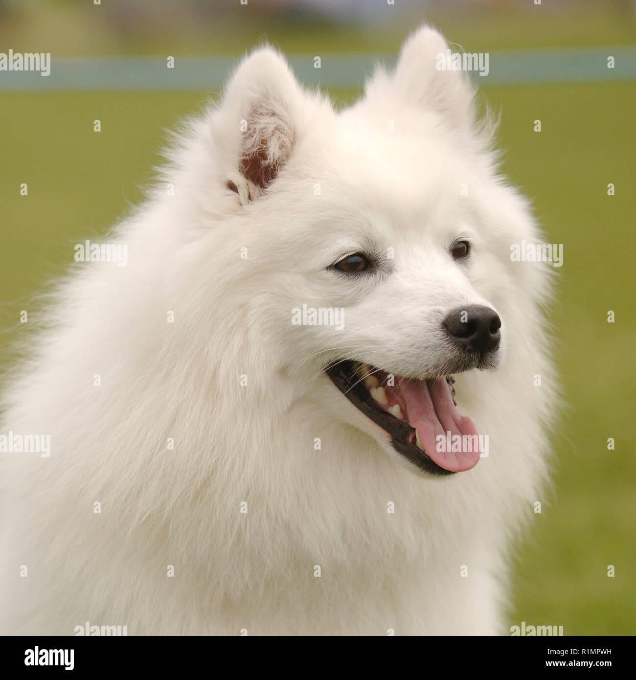 Samoyed family hi-res stock photography and images - Alamy