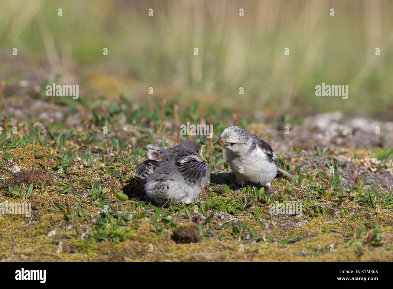 Snow bunting (Plectrophenax nivalis / Emberiza nivalis) female in ...