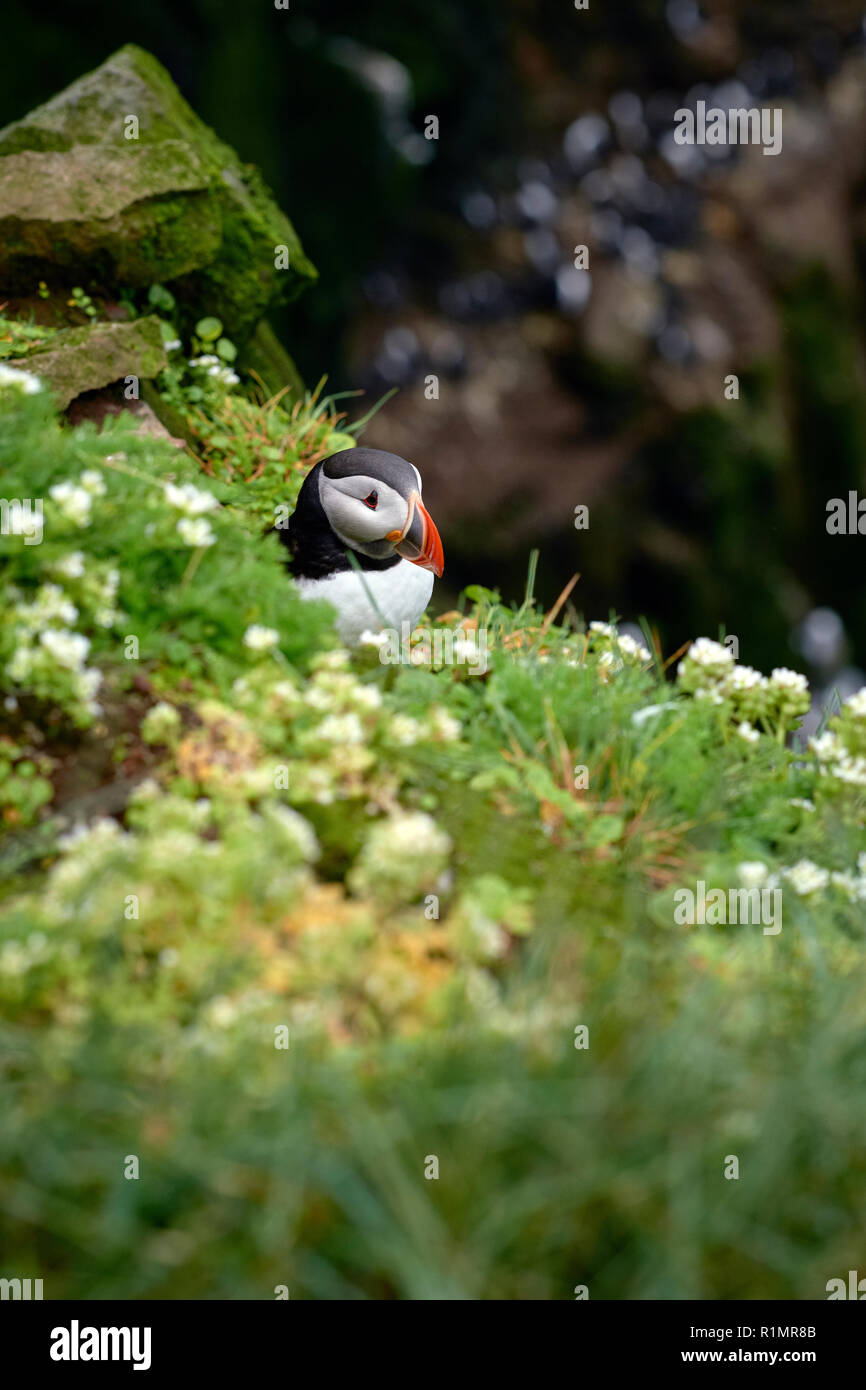 Atlantic puffins on a cliff hi-res stock photography and images - Alamy