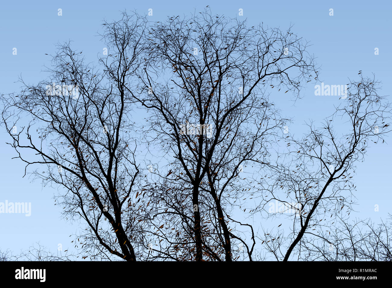 big Dead tree branch against blue sky Stock Photo - Alamy