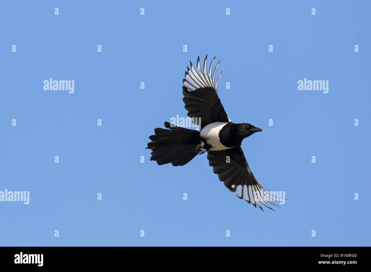 Magpies flying hi-res stock photography and images - Alamy