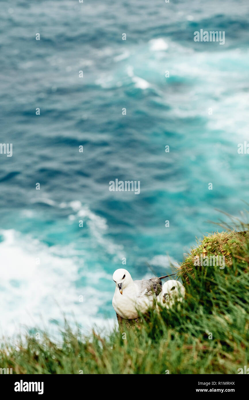 Nesting Northern Fulmars on the Látrabjarg seabird cliff in the ...
