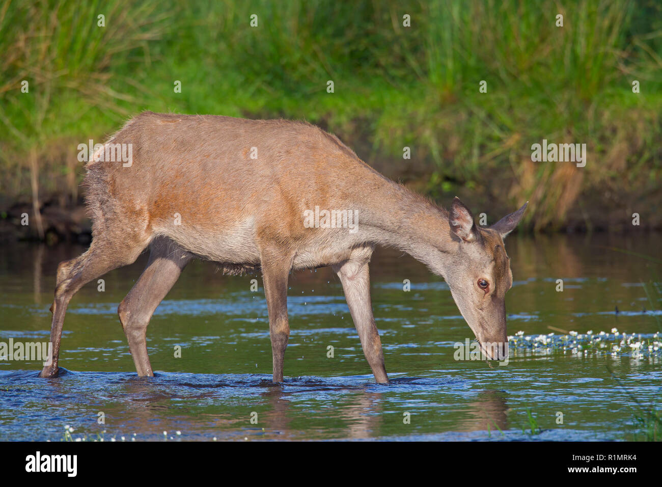 Deer Drinking Water From Stream